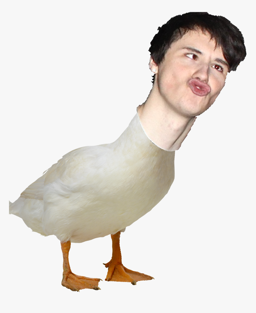 Transparent Duck Clipart, HD Png Download , Transparent Png Image - PNGitem