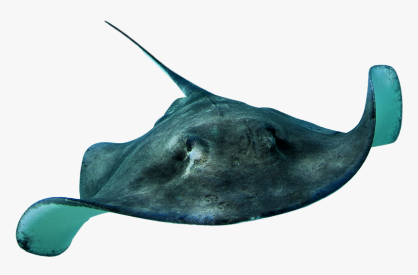 Stingray Png Hd Transparent Stingray Hd Images - Stingray Png, Png ...