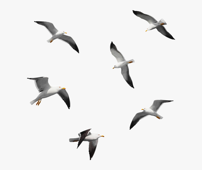 Heaven Bird Flying, HD Png Download , Transparent Png Image - PNGitem