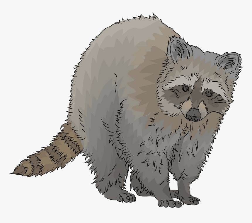 Procyon, HD Png Download , Transparent Png Image - PNGitem