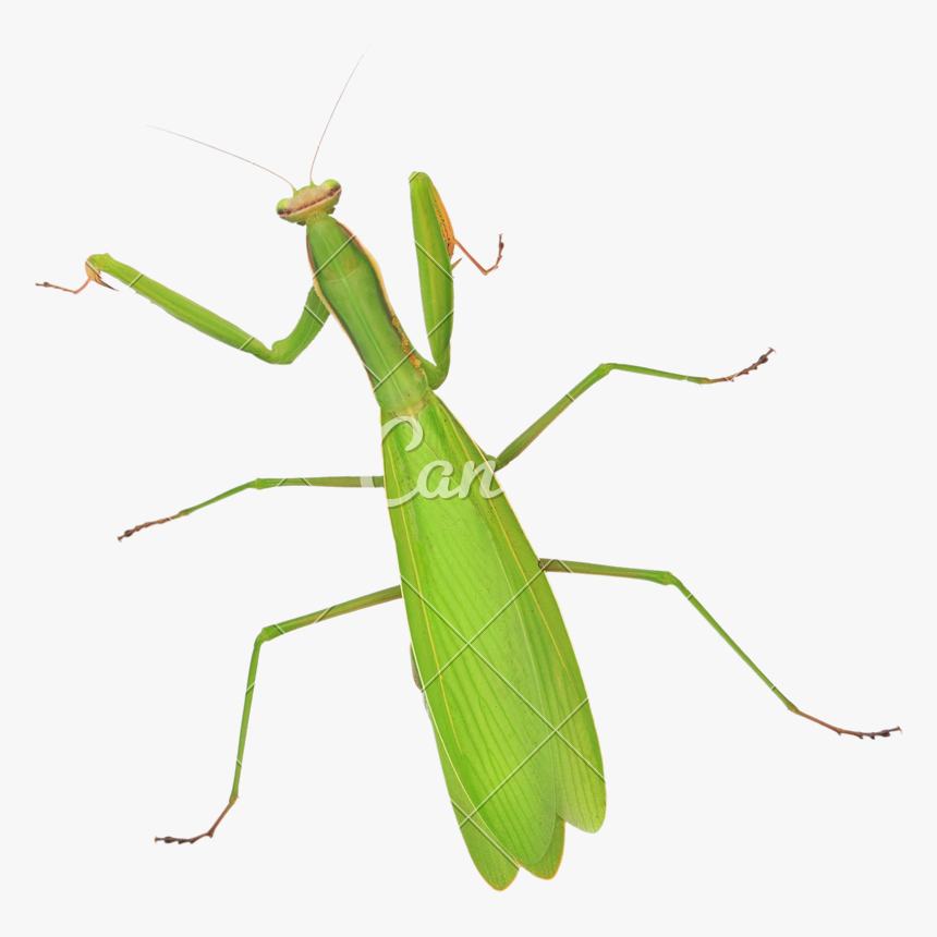Stick Insect,oecanthidae - Mantidae, HD Png Download , Transparent Png ...