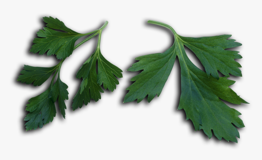 Folha De Salsa Png, Transparent Png , Transparent Png Image - PNGitem
