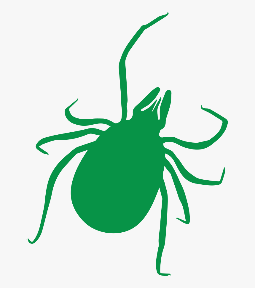 Tick Bug Transparent, HD Png Download , Transparent Png Image - PNGitem