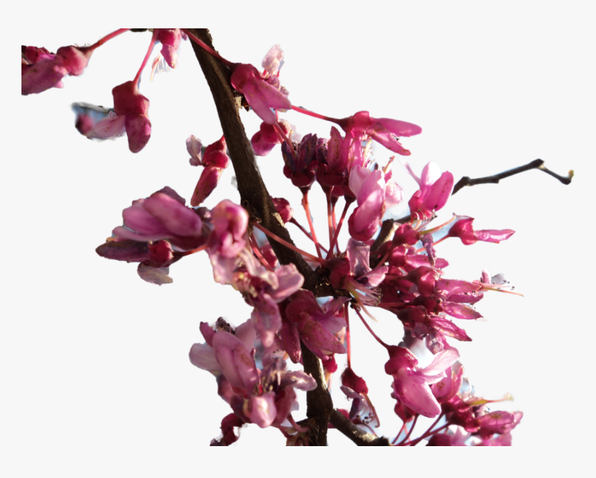 Transparent Cherry Blossom Png - Flower Branches Transparency Png, Png ...