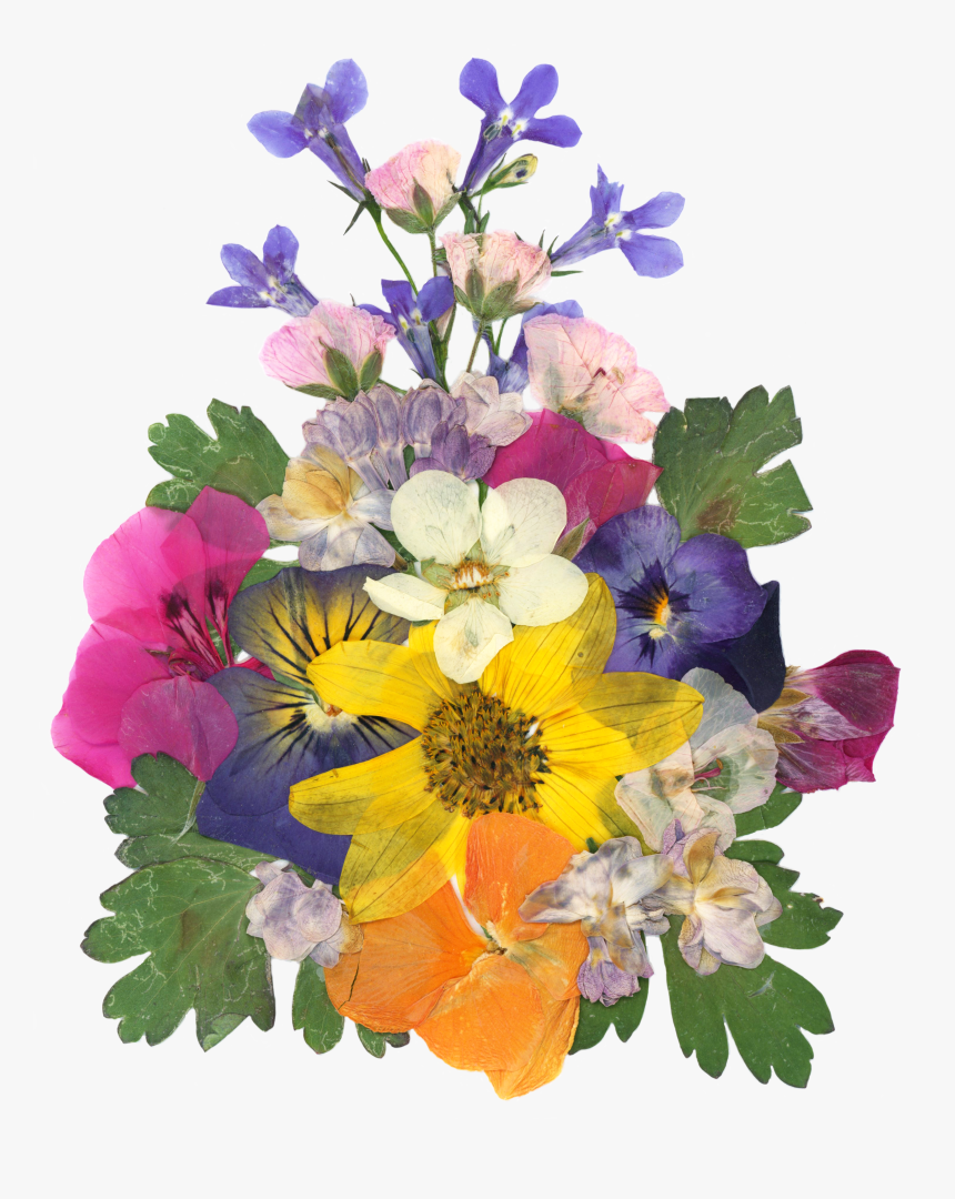 Transparent Pressed Flowers, HD Png Download , Transparent Png Image ...