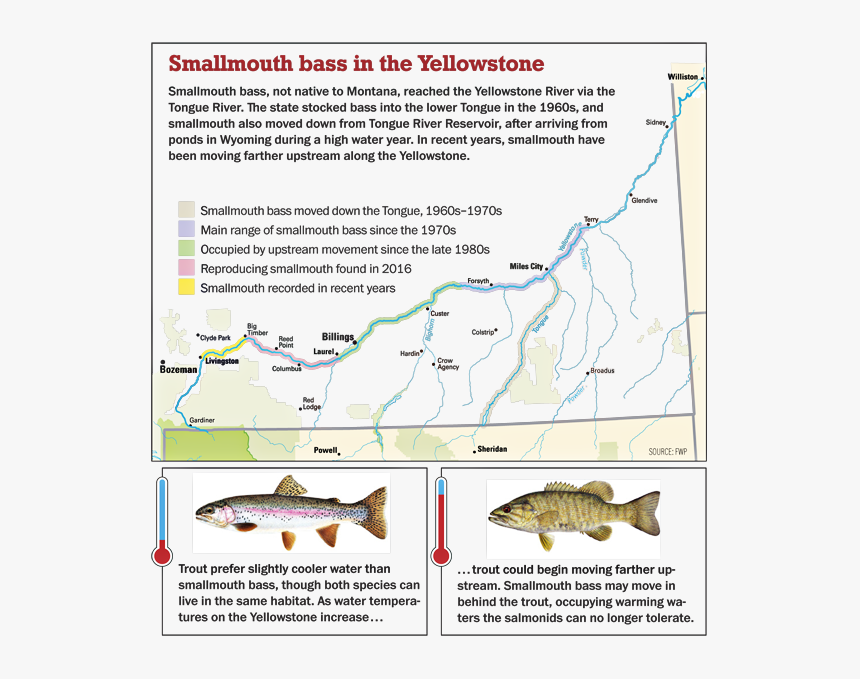 Smallmouth Bass On The Yellowstone River - Smallmouth Bass Yellowstone ...