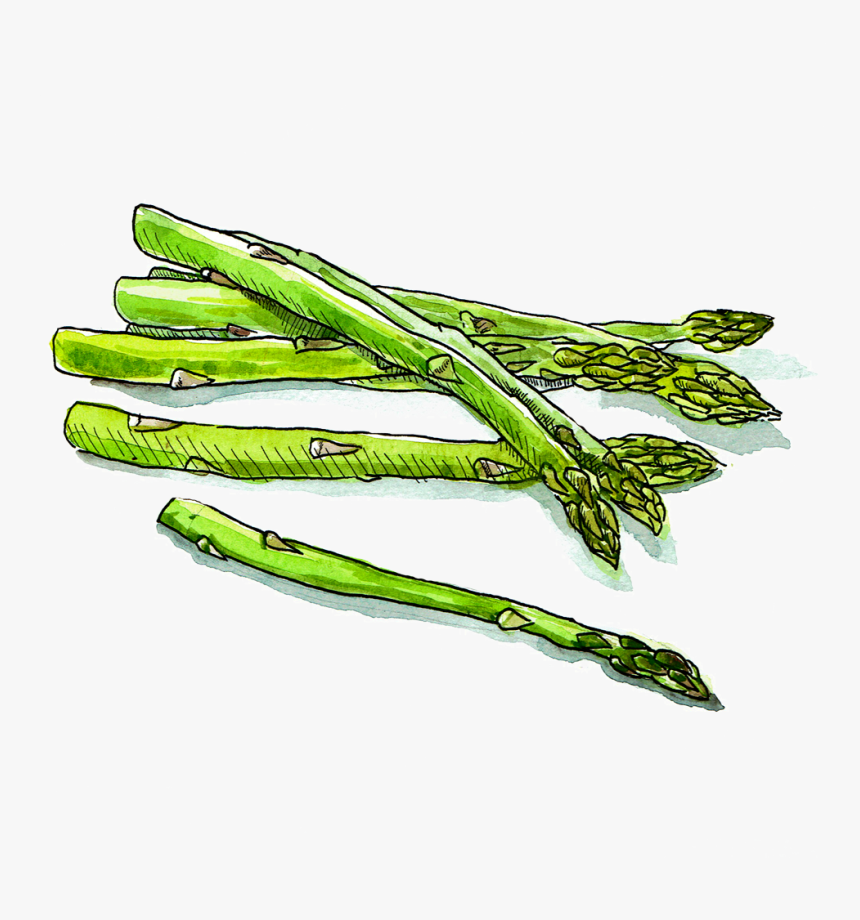 Scallion, HD Png Download , Transparent Png Image - PNGitem