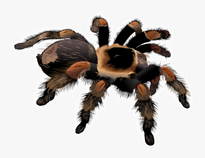 Free Tarantula Clip Art - Tarantula Png, Transparent Png , Transparent ...