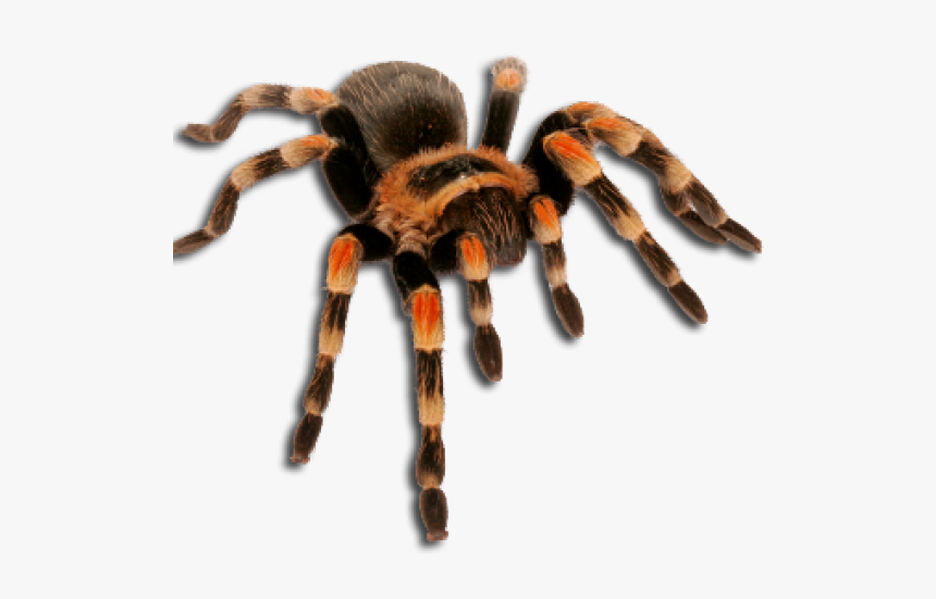 Tarantula Spider Png, Transparent Png , Transparent Png Image - PNGitem