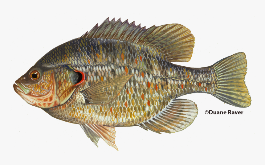 Redearsunfish - Bluegill Fish, HD Png Download , Transparent Png Image ...