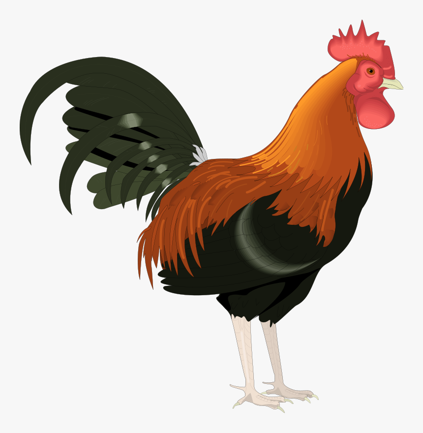 Free Vector Bird - Rooster Clipart, HD Png Download , Transparent Png ...