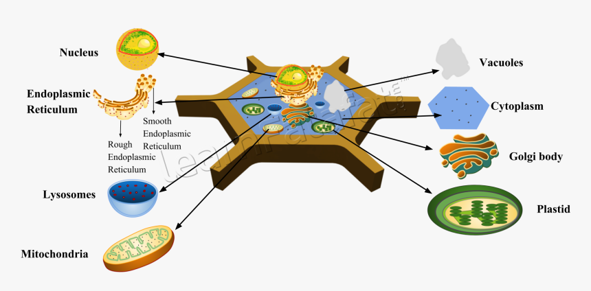 Cell Organelles Diagram For Class 9, HD Png Download , Transparent Png ...