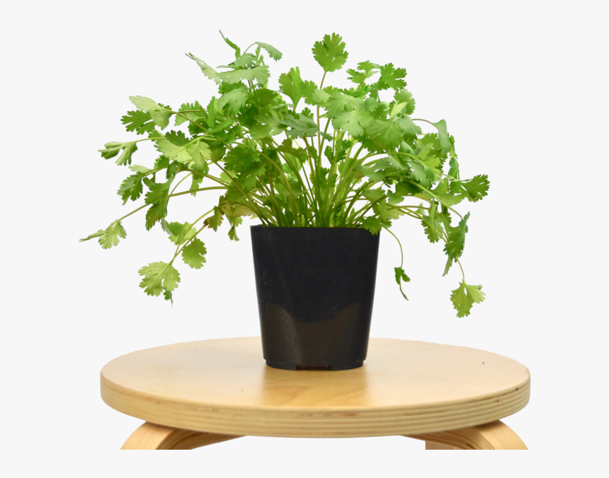 Transparent Cilantro Png - Coffee Table, Png Download , Transparent Png ...