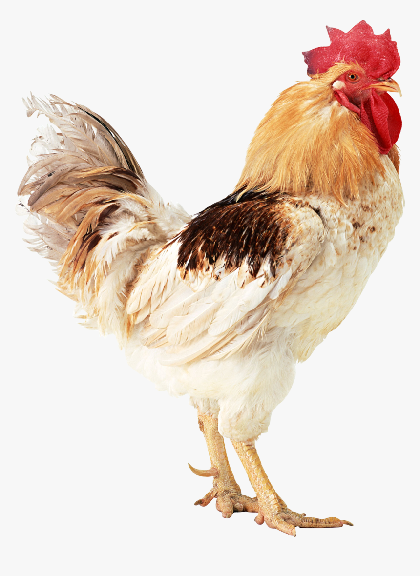 Murga Image Png, Transparent Png , Transparent Png Image - PNGitem