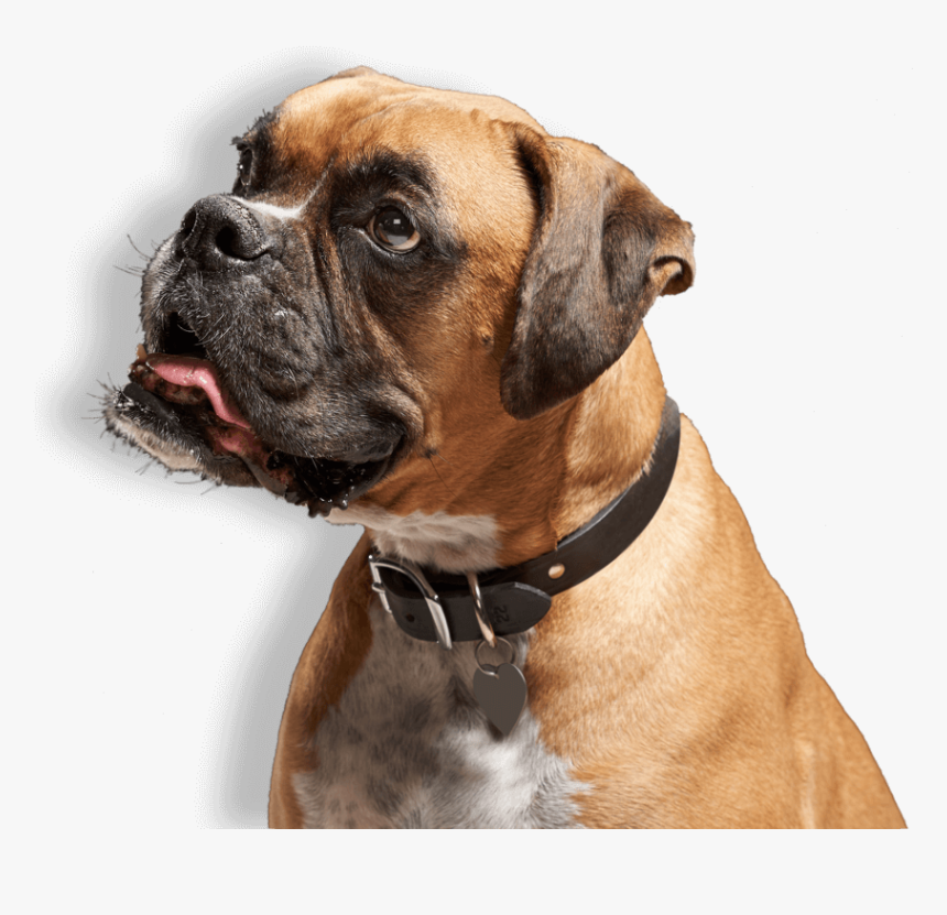 Boxer Dog Transparent, HD Png Download , Transparent Png Image - PNGitem