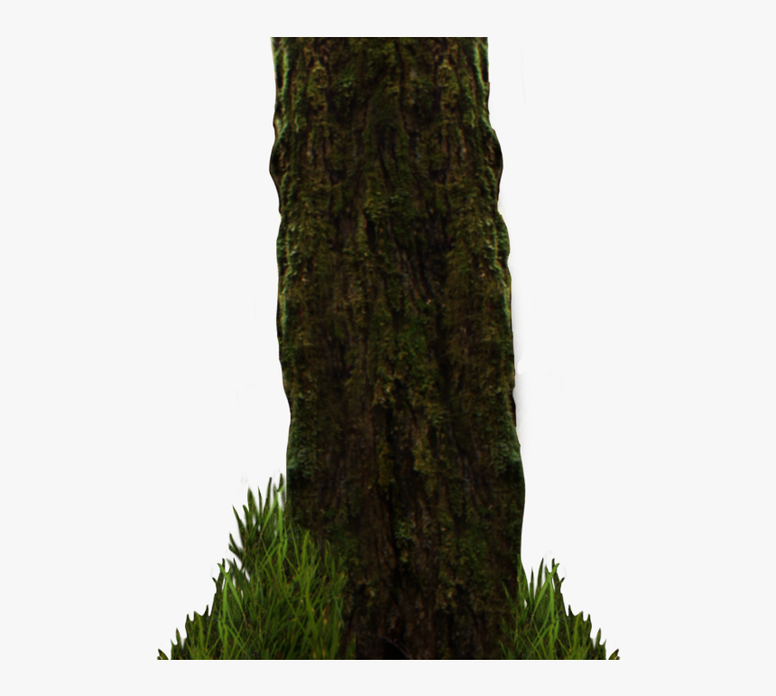 Transparent Jungle Plants Png - Plants In Forest Png, Png Download ...