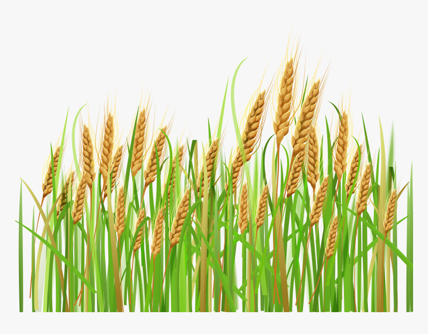 Collection Of Crop - Wheat Crops Clipart, HD Png Download , Transparent ...