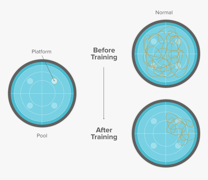 Morris Water Maze Test, HD Png Download , Transparent Png Image - PNGitem