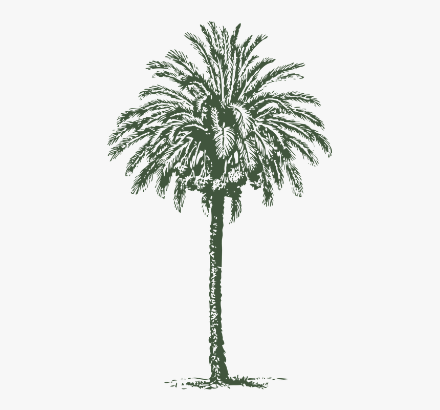 Date Palm Tree Arabian Date palm Trunk Date Palm Tree Diameter HD Png Download 