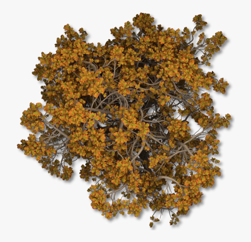 Plants Trees Plan Png, Transparent Png , Transparent Png Image - PNGitem