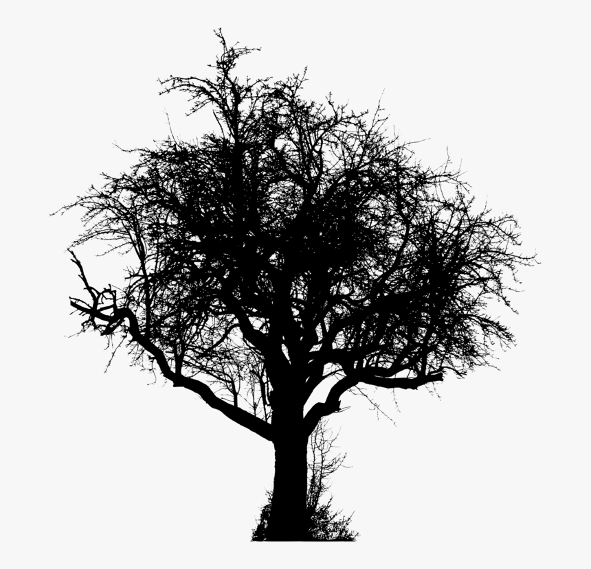 Plant,blackandwhite,tree - Vector Graphics, HD Png Download ...
