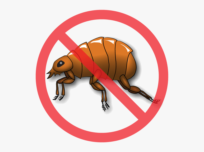 No Flea Sign Png, Transparent Png , Transparent Png Image - PNGitem