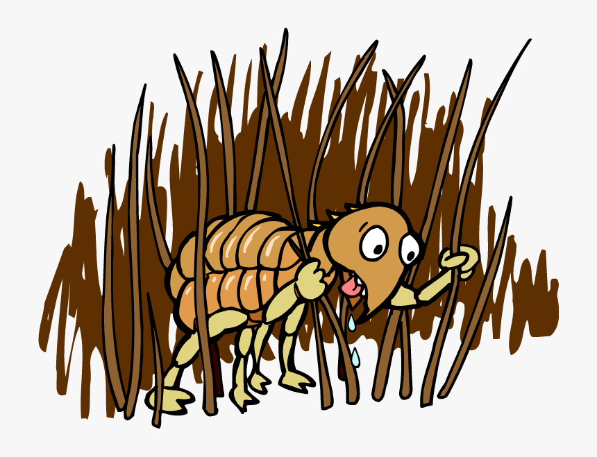 Fleas - Flea Transparent Cartoon, HD Png Download , Transparent Png ...