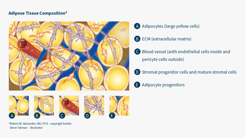 Adipose Tissue Regenerative Medicine Stem Cells - Parallel, HD Png ...