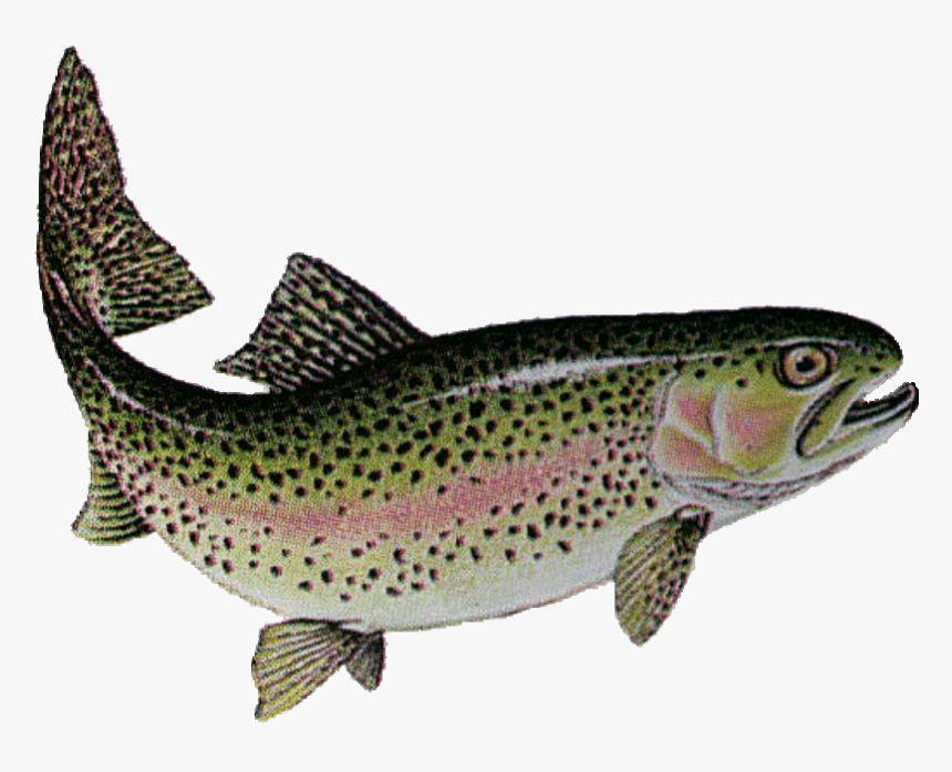 Trout Png