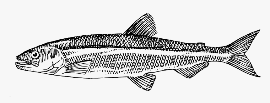 Atlantic Herring How To Draw, HD Png Download , Transparent Png Image ...
