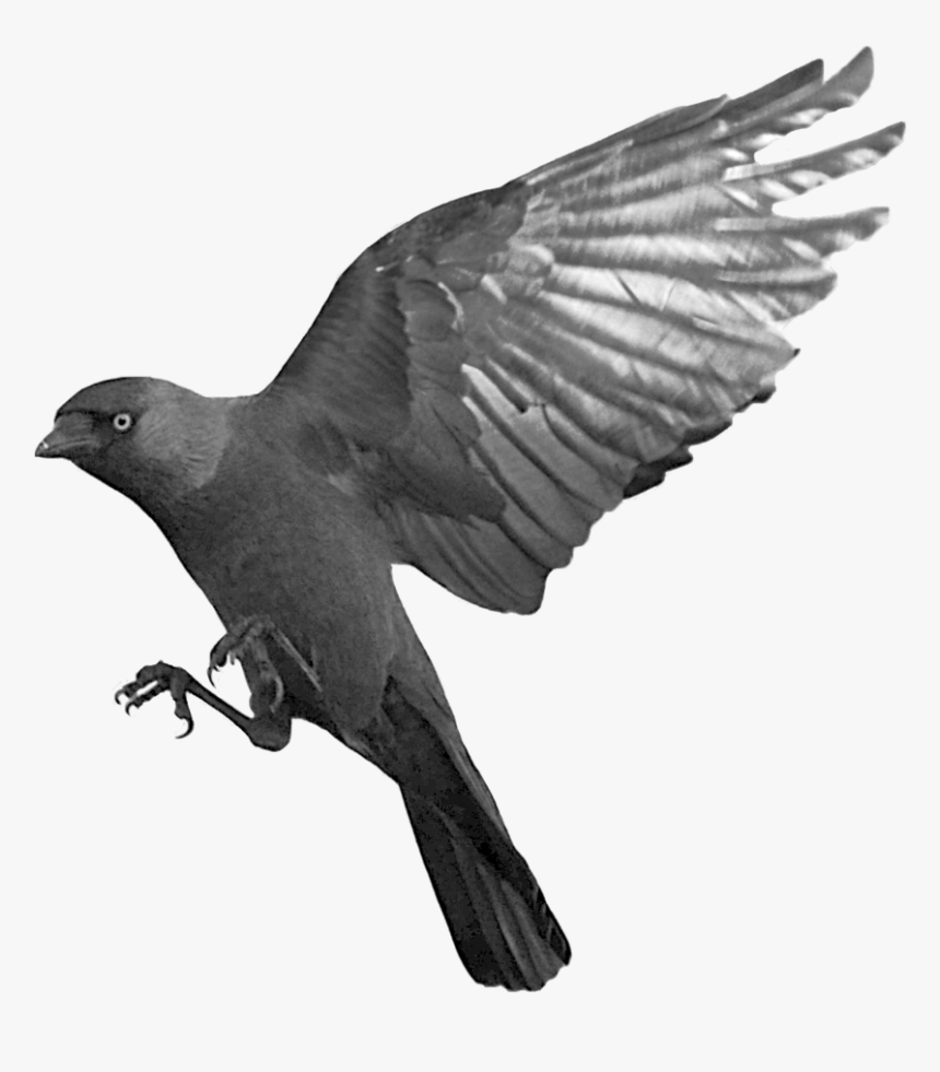 Flying Transparent Vector Clipart - Raven Flying Transparent, HD Png ...