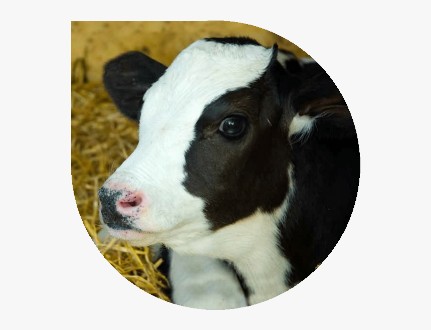 Compassion In World Farming Cow, HD Png Download , Transparent Png ...