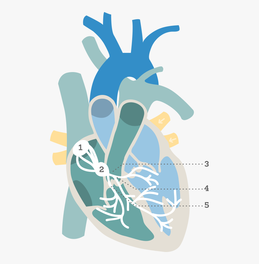 Cardiac Conduction System Unlabeled
