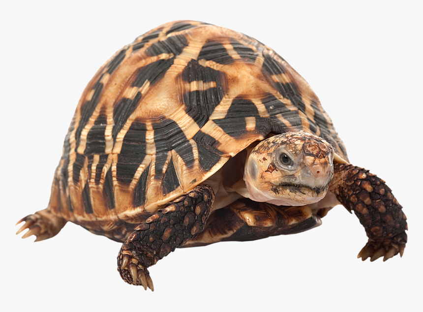 Indian Star Tortoise, HD Png Download , Transparent Png Image - PNGitem