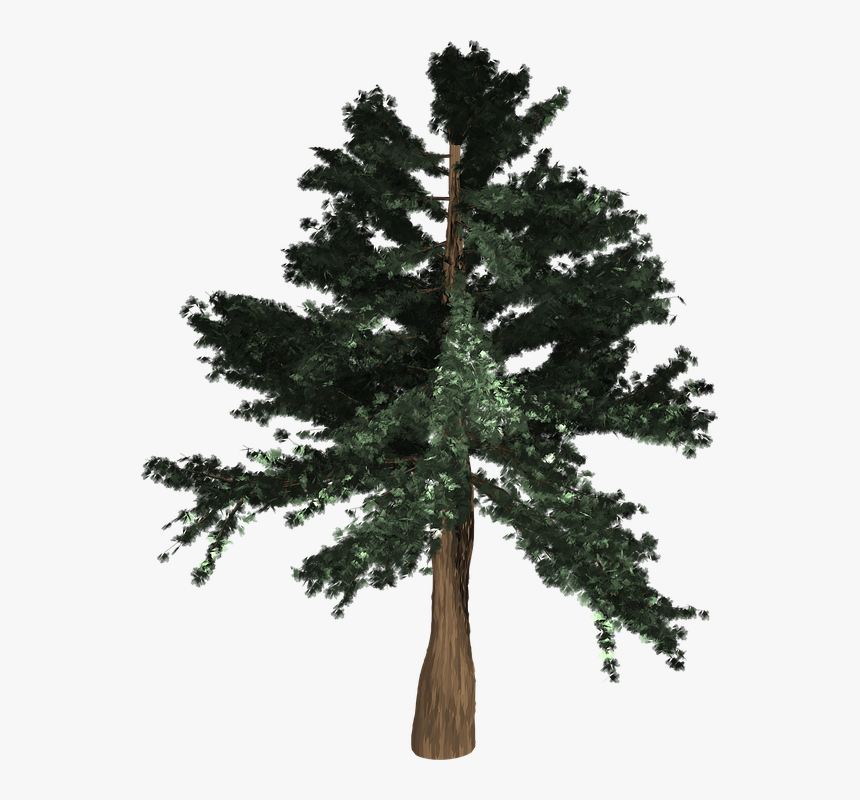 Tree, Evergreen, Isolated, Pine, Spruce, Redwood - Coast Redwood, HD ...