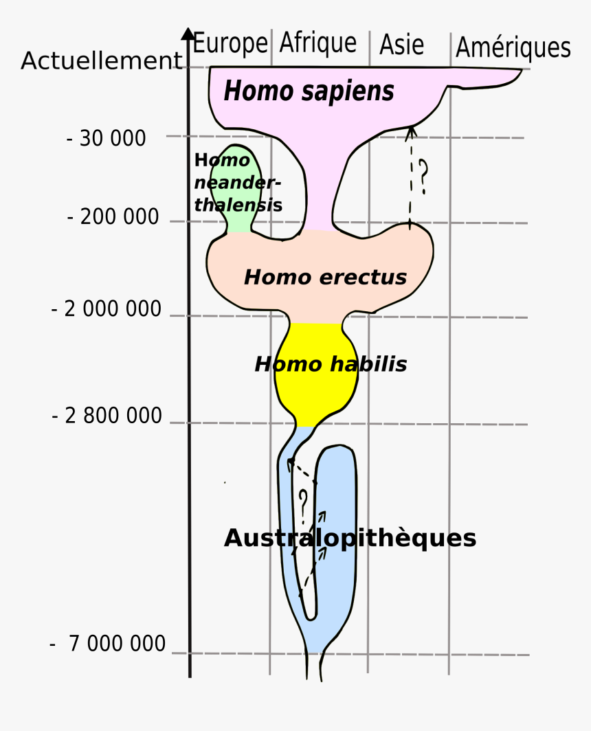 Human Evolution - Current Model For Human Evolution, HD Png Download ...