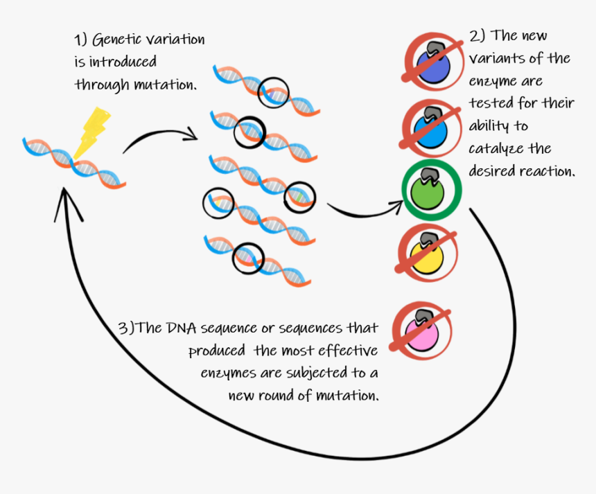 Directed Evolution Of Enzymes, HD Png Download , Transparent Png Image ...