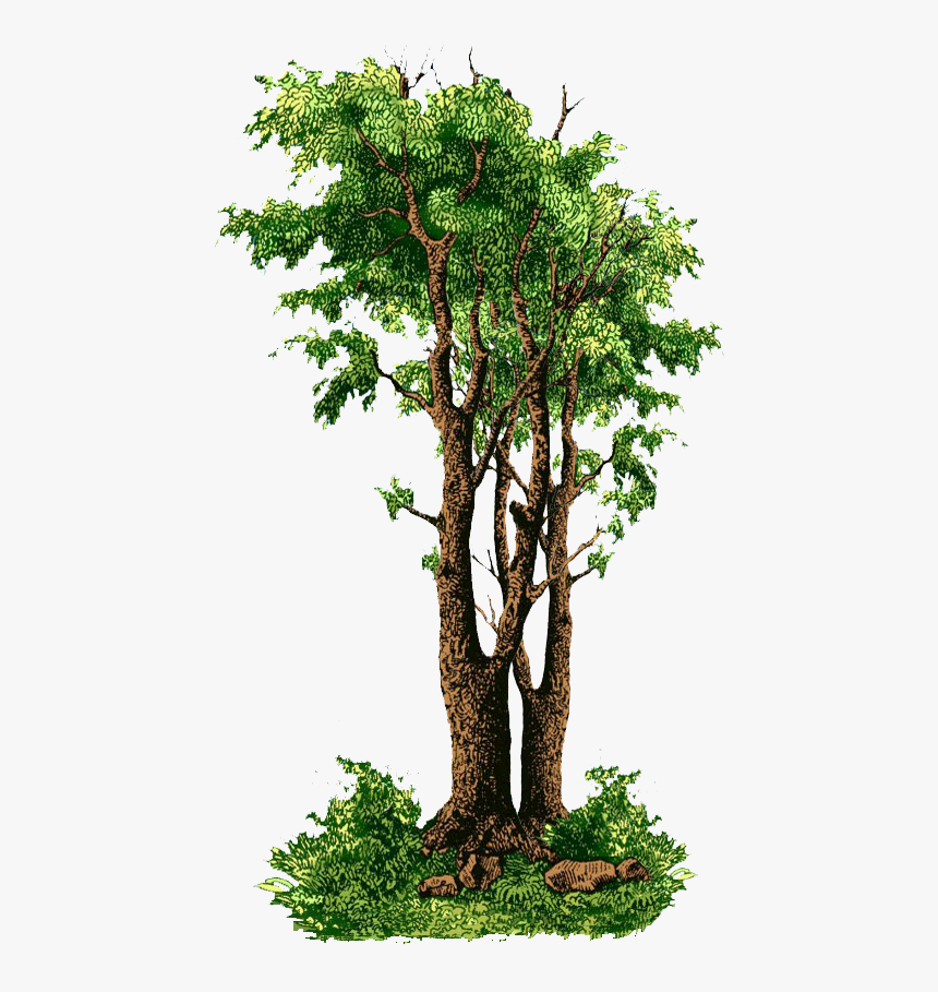 Png Transparent Row Of Trees, Png Download , Transparent Png Image ...