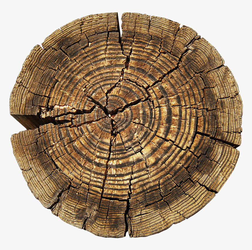 Clip Art Tree Aastarxf Ngad Texture - Circle Rings On Tree, HD Png ...