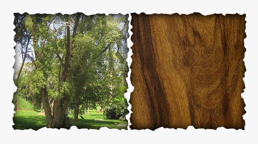 Picture - Imbuia Tree, HD Png Download , Transparent Png Image - PNGitem