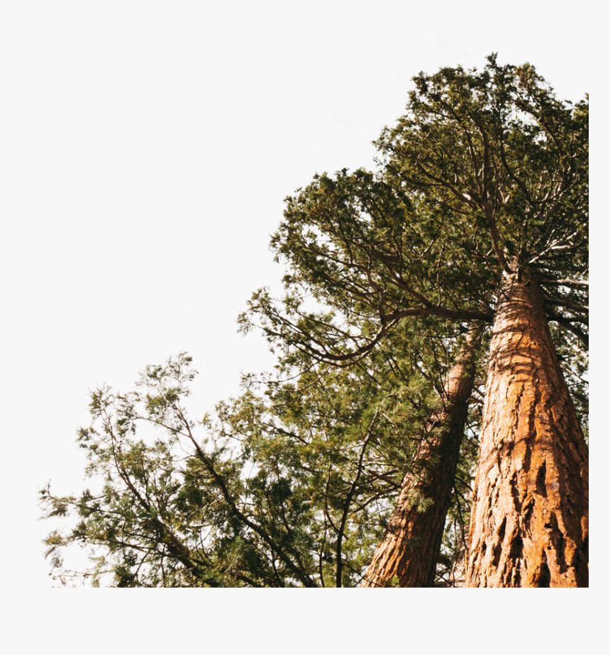 Red Wood Tree Png, Transparent Png , Transparent Png Image - PNGitem