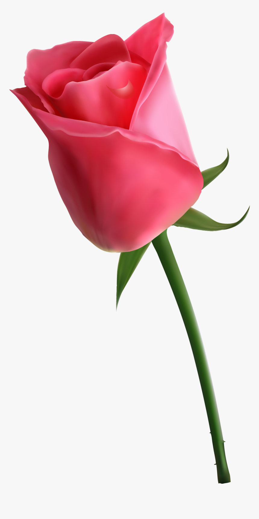 Beautiful Roses Png Transparent, Png Download , Transparent Png Image ...