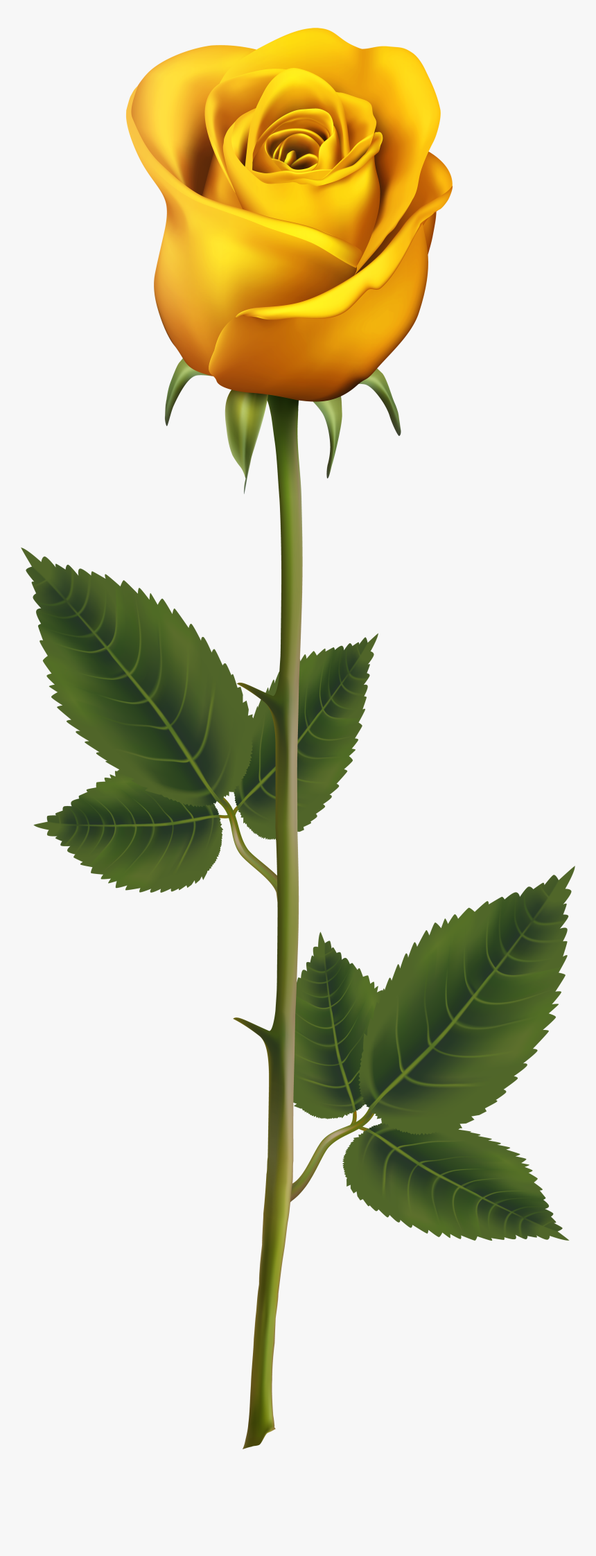 Gulab Ka Phool Png Hd, Transparent Png , Transparent Png Image - PNGitem