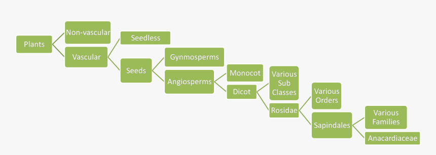 Mango Family Tree, HD Png Download , Transparent Png Image - PNGitem