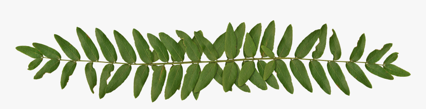 Fern Border, HD Png Download , Transparent Png Image - PNGitem