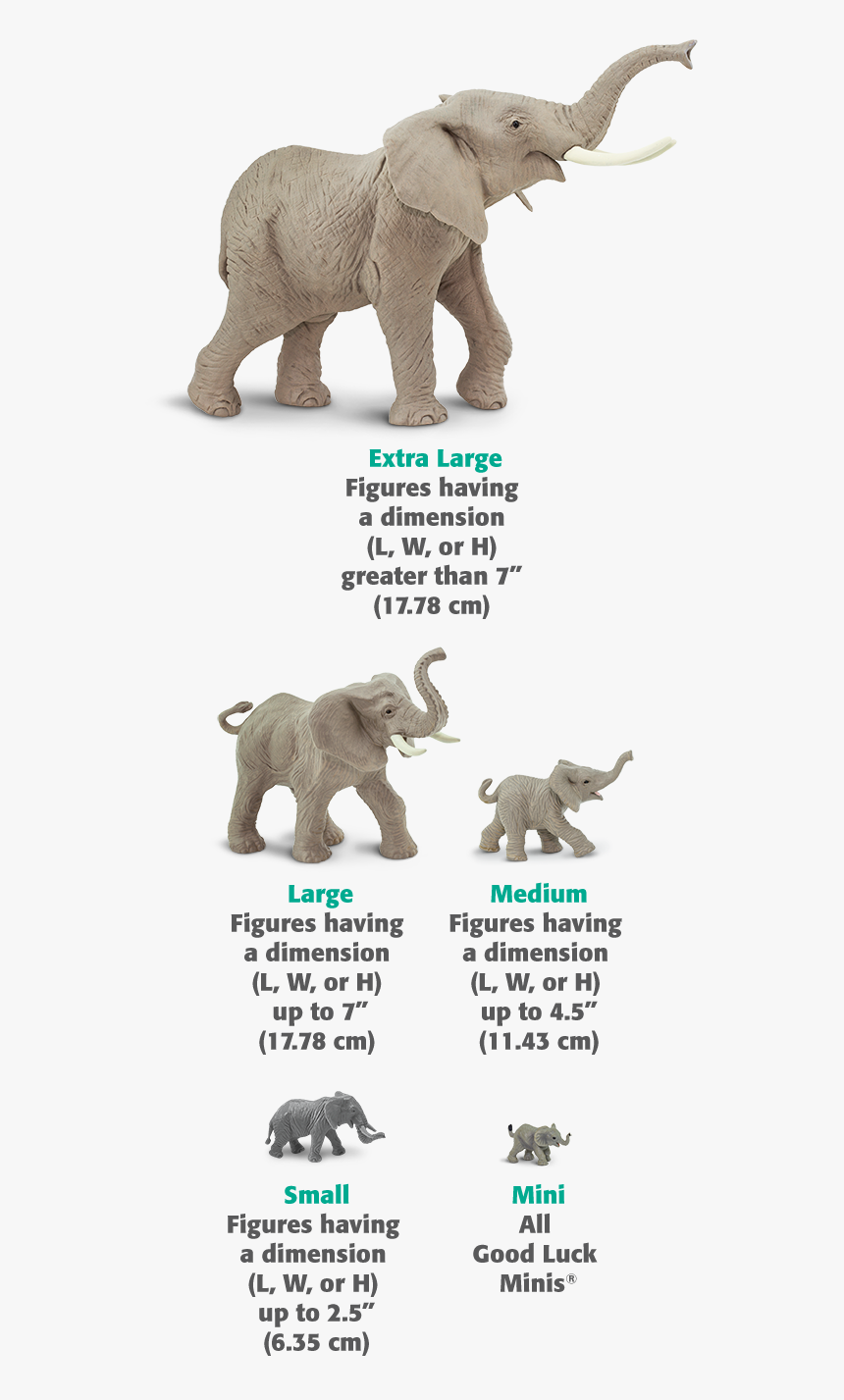 Elephant Size Chart, HD Png Download , Transparent Png Image - PNGitem