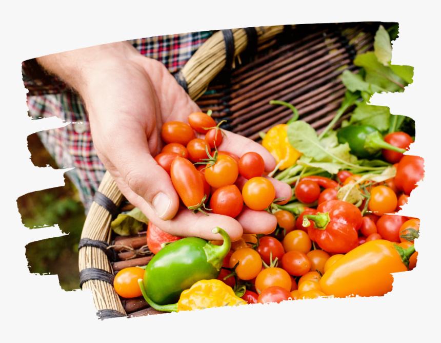 Veggie Basket - Organic Farm Food, HD Png Download , Transparent Png ...