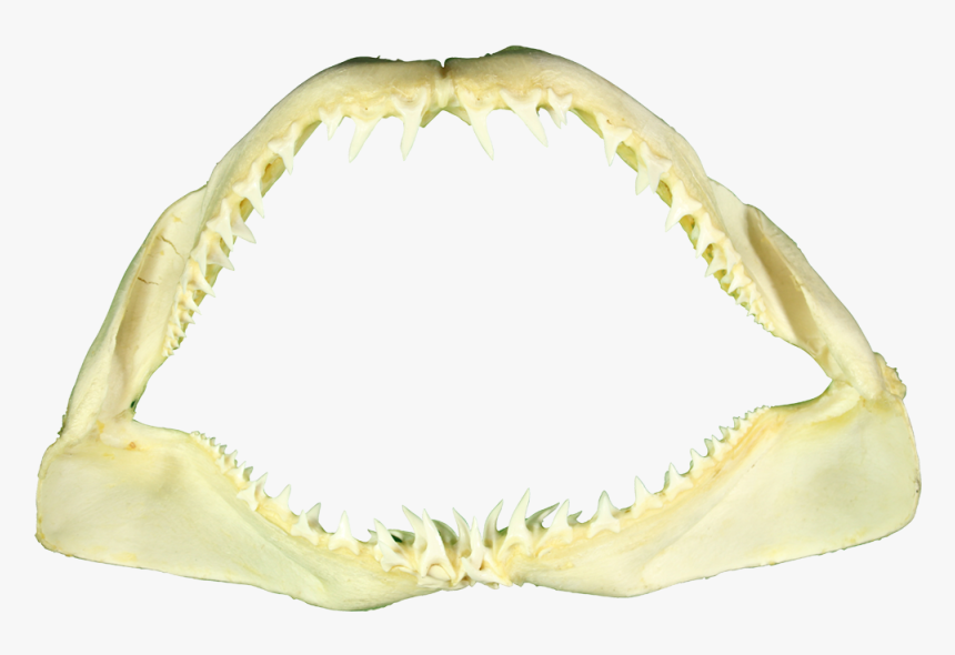 Shark Teeth Png - Shark Jaw Png Transparent, Png Download , Transparent ...