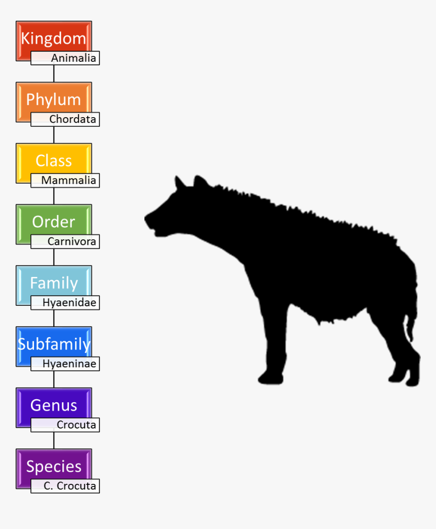 Image - Spotted Hyena Taxonomy, HD Png Download , Transparent Png Image ...