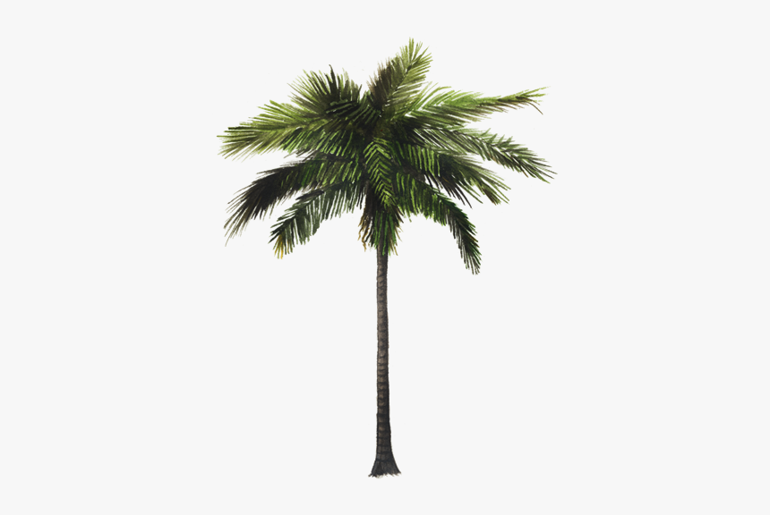Coconut Tree 3d Model, HD Png Download , Transparent Png Image - PNGitem